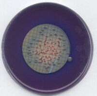 Agar M-FC | 111278